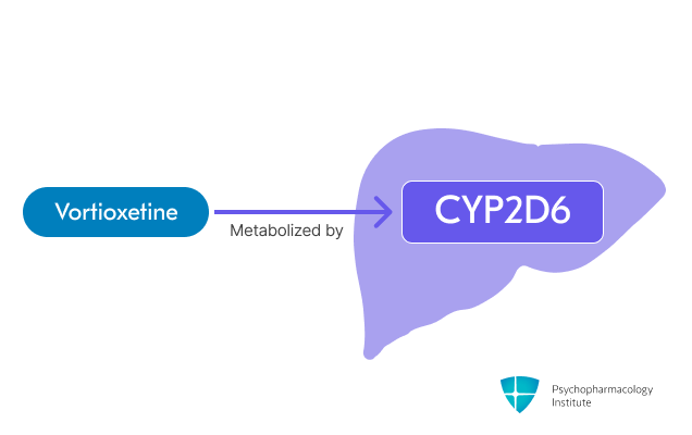 Vortioxetine Guide: Pharmacology, Indications, Dosing Guidelines and ...